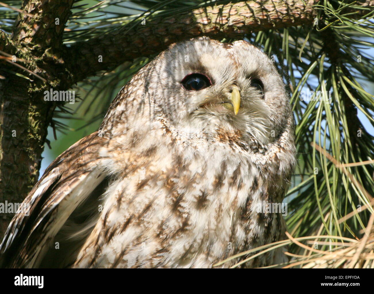 Eurasian Tawny owl (Strix aluco) in a tree Stock Photo - Alamy