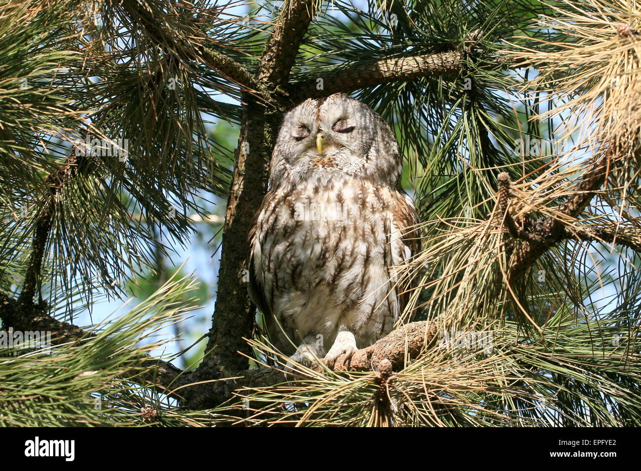 Strix aluco carabo hi-res stock photography and images - Alamy