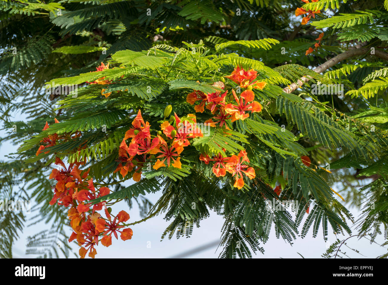 Royal Poinciana tree in blossom (delonix regia) Thailand S. E. Asia ...