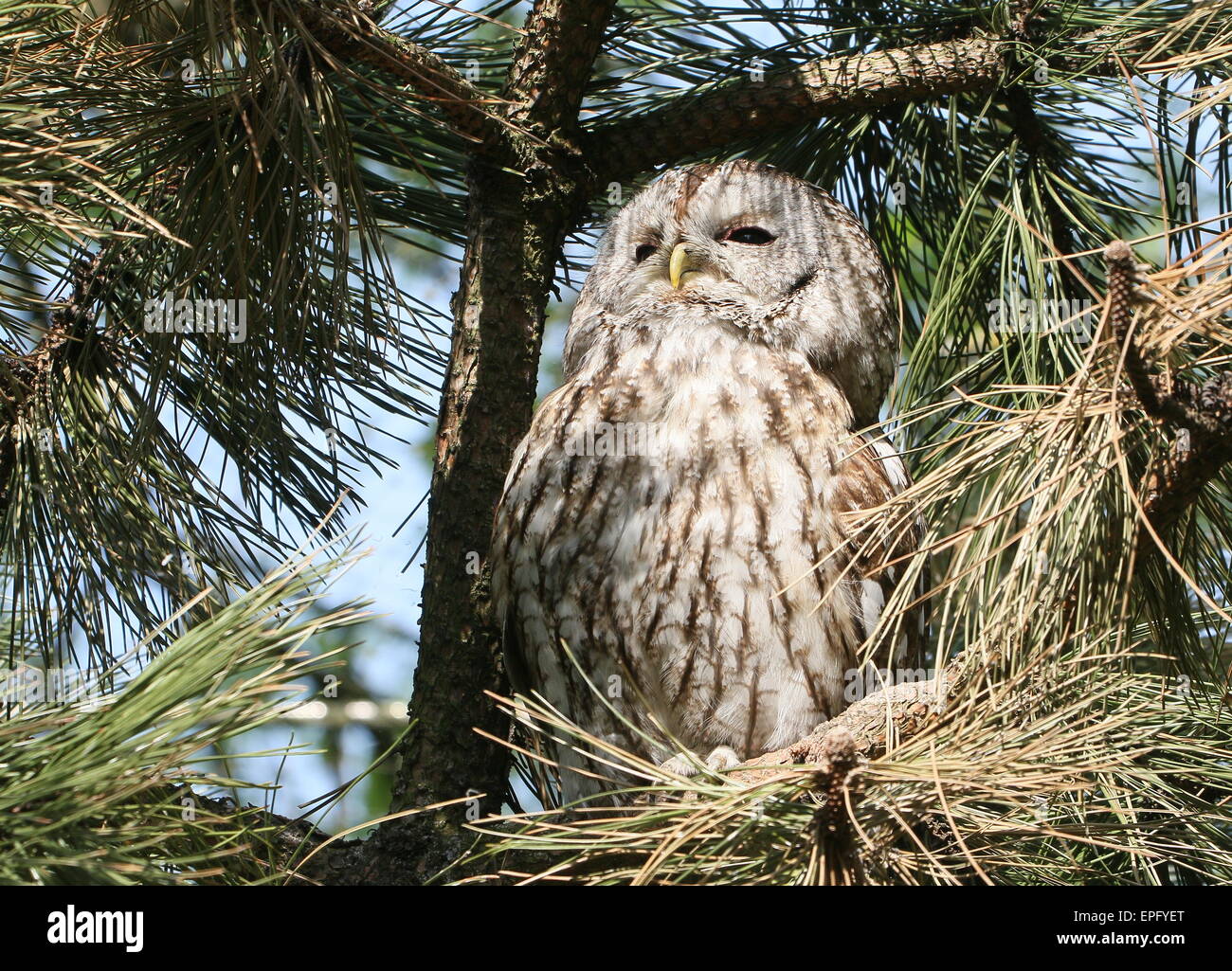 Eurasian Tawny owl (Strix aluco) dozing the day away in a tree Stock ...