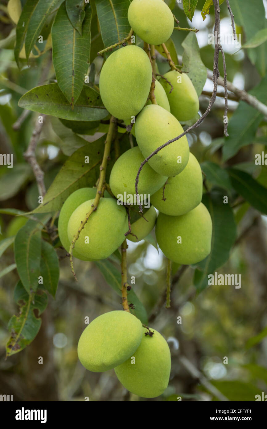 Chiang Rai province, northern Thailand, Asia, Mangoes on the Tree ...