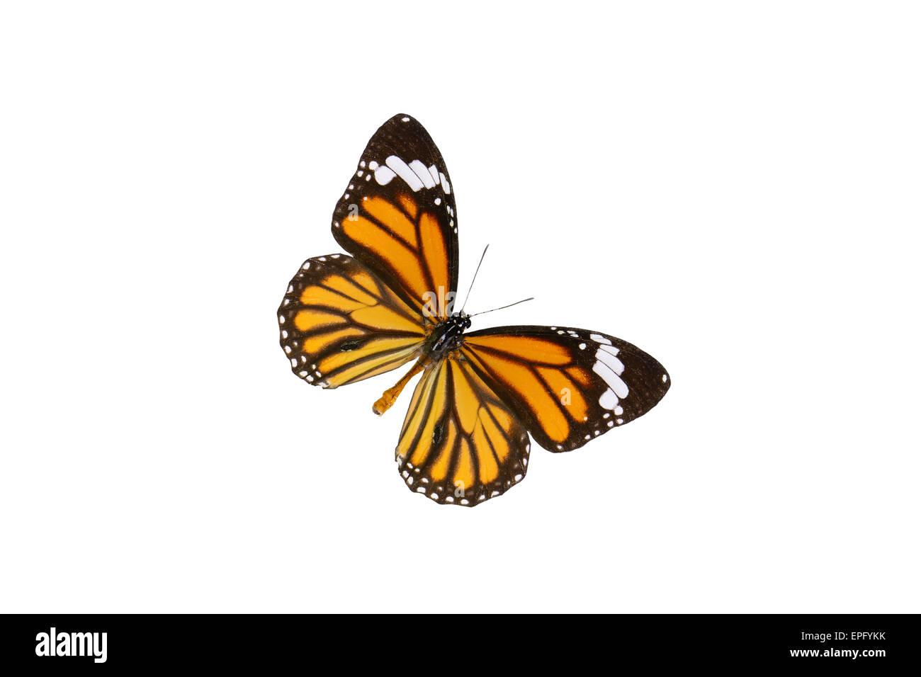 Beautiful Common Tiger Butterfly (Danaus genutia) in process color ...
