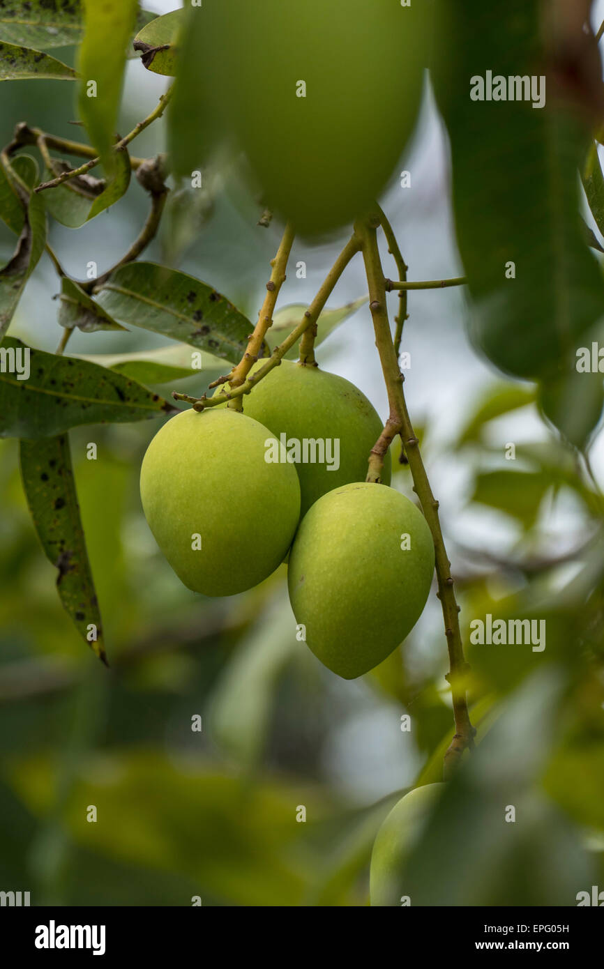 Chiang Rai province, northern Thailand, Asia, Mangoes on the Tree ...
