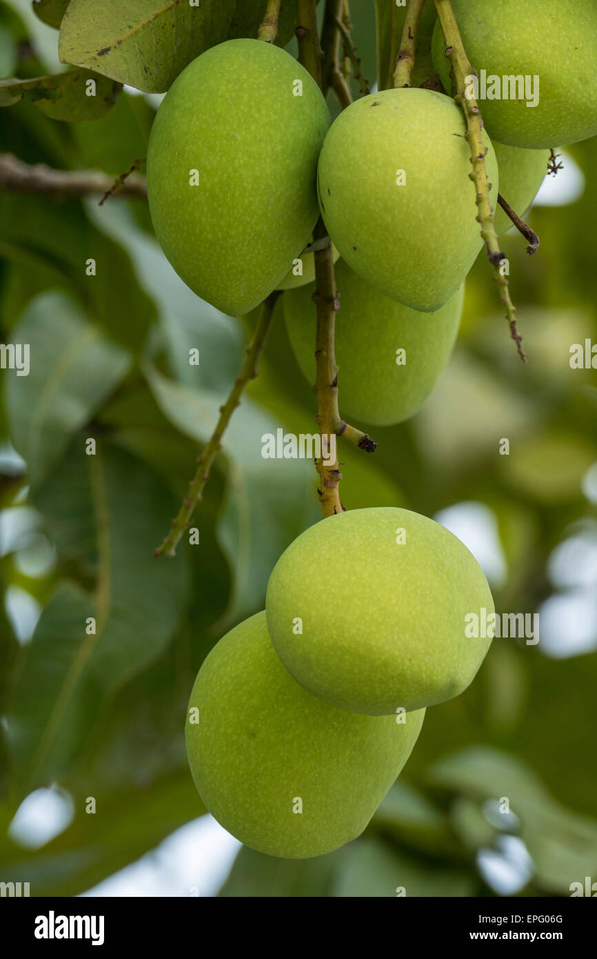 Chiang Rai province, northern Thailand, Asia, Mangoes on the Tree ...