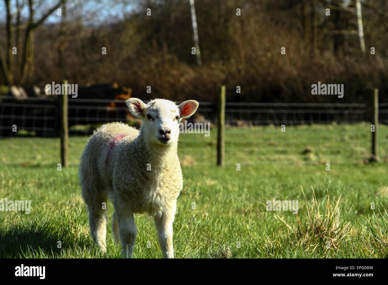 Young Spring Lamb Stock Photo - Alamy