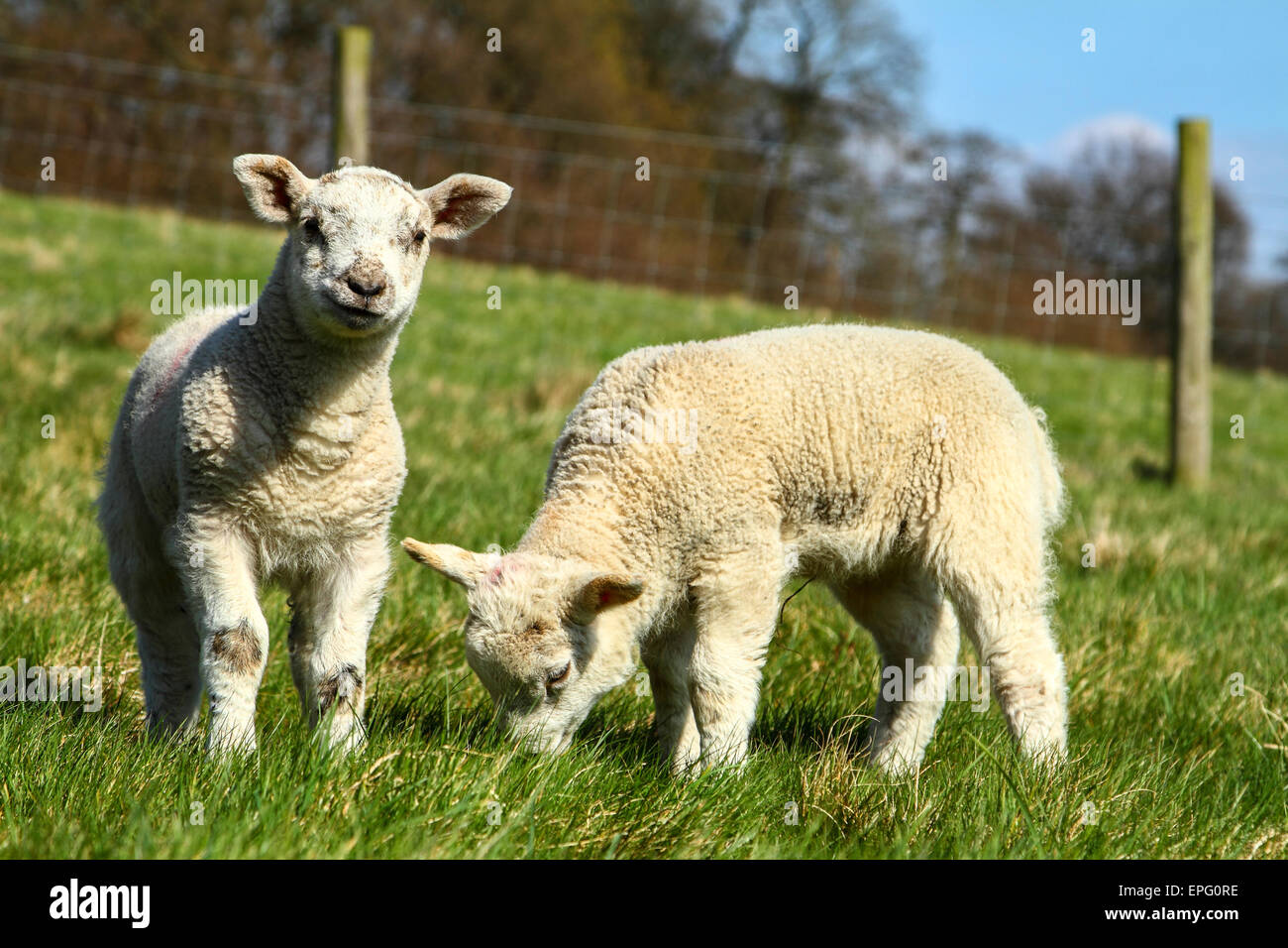 Young Spring Lambs Stock Photo - Alamy