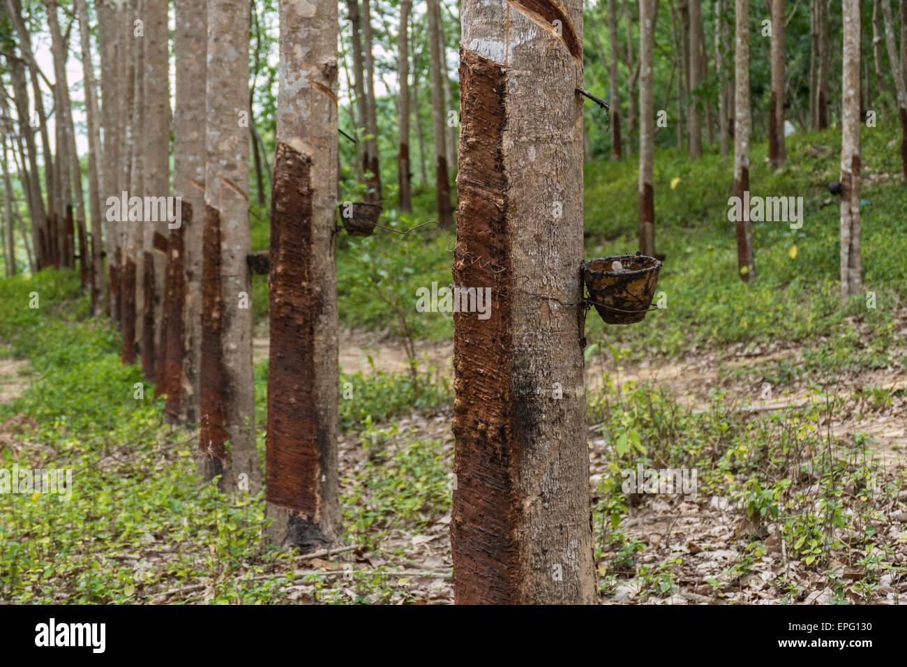 Rubber tree latex production, Krabi, Thailand, Asia Stock Photo - Alamy