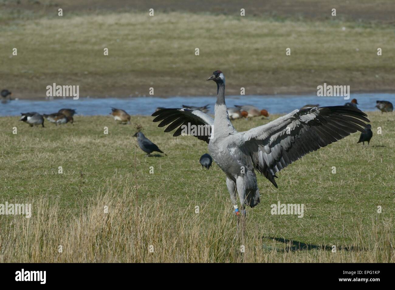 Common / Eurasian crane (Grus grus) Wendy, released by the Great Crane ...