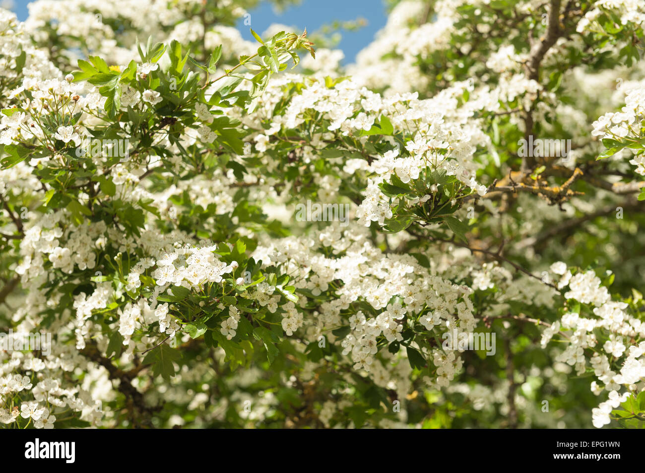 abundant Hawthorn Spring blossom on mature tree Crategus monogyna Stock ...