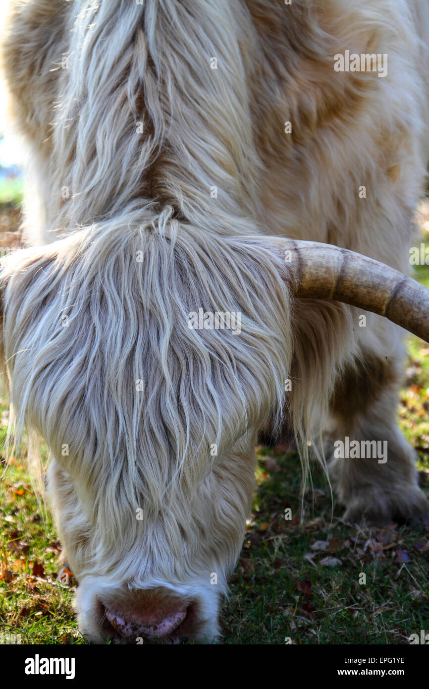 Highland cattle horn hi-res stock photography and images - Alamy