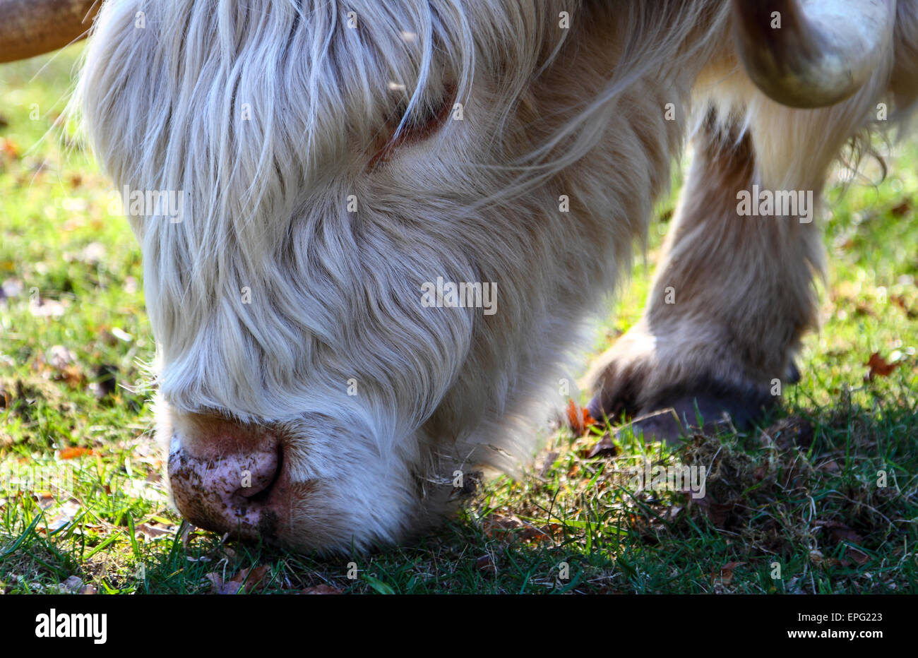 Highland beast hi-res stock photography and images - Alamy