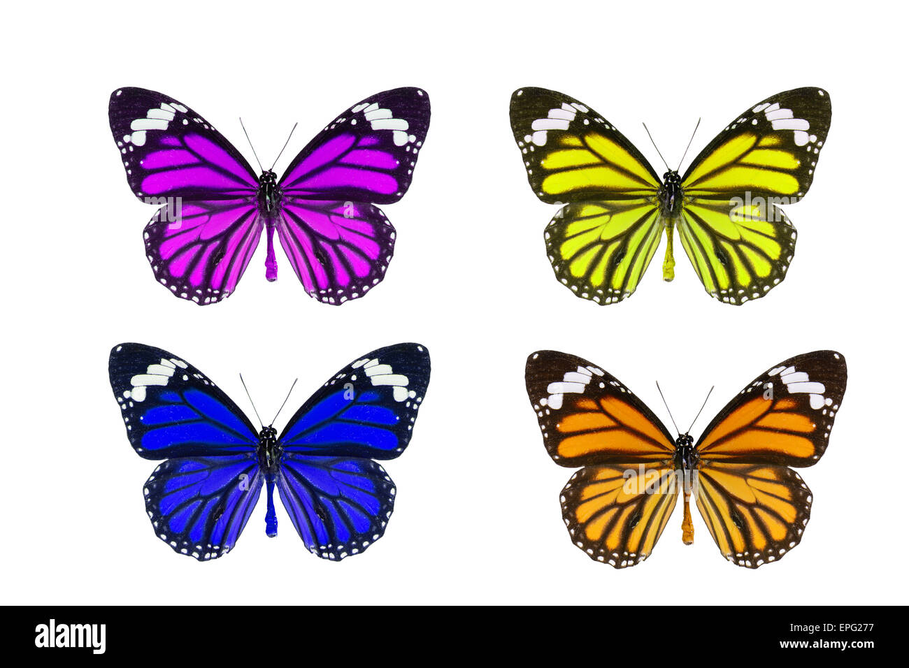 Beautiful Common Tiger Butterfly (Danaus genutia) in process color ...