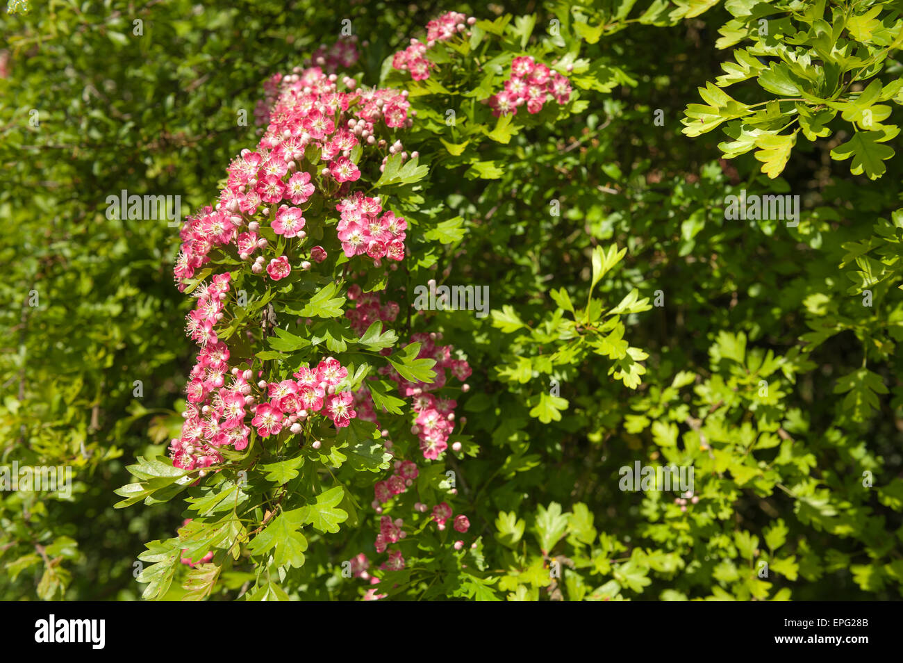abundant rose pink Hawthorn Spring blossom on mature tree Crategus ...