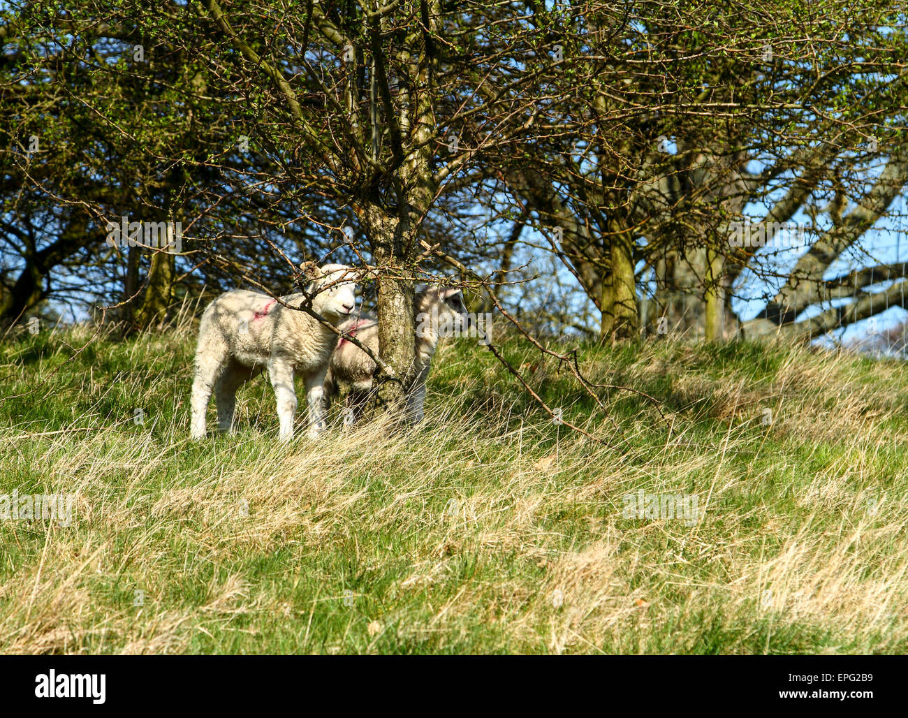 Young Spring Lambs Stock Photo - Alamy