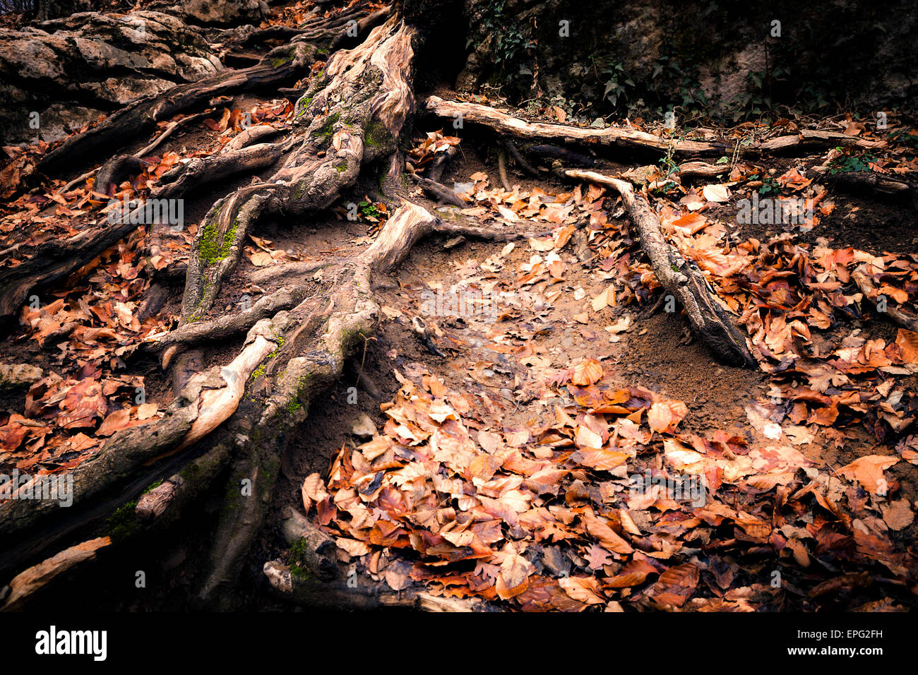 Dark old autumn forest Stock Photo - Alamy