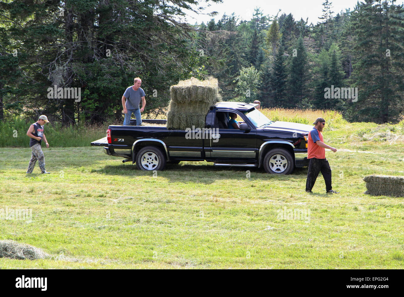 Men loading hay into pickup Stock Photo - Alamy