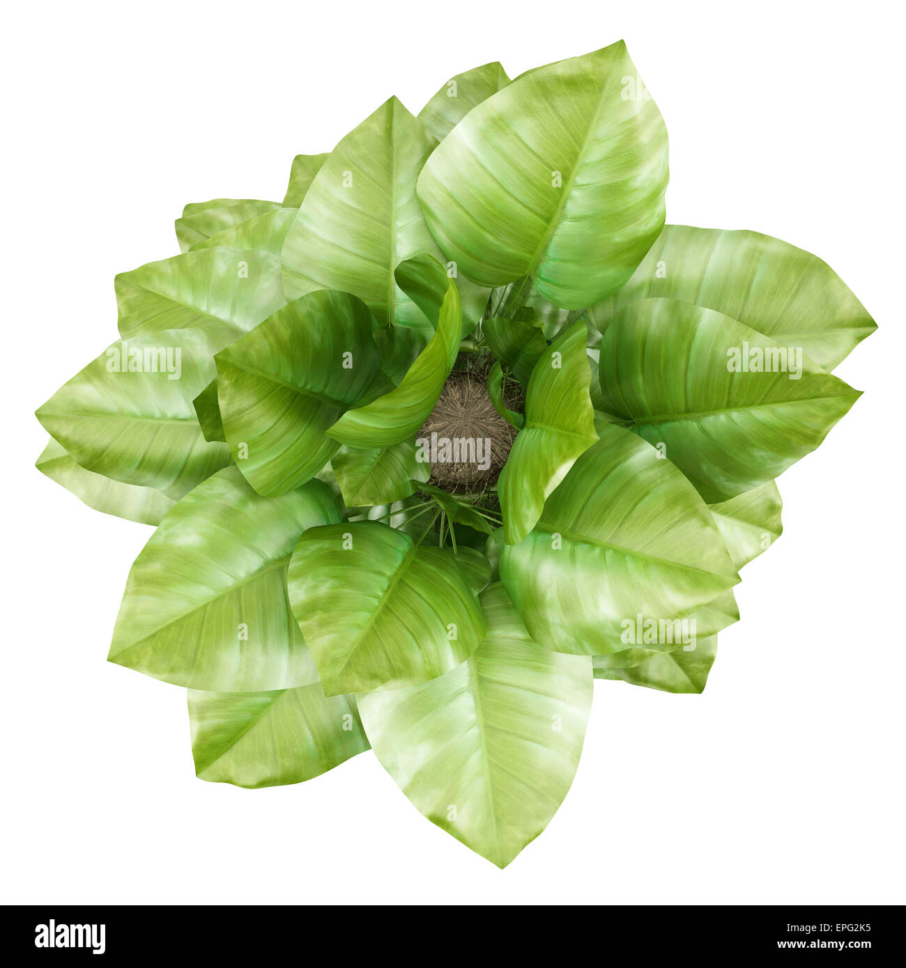 top view of climbing houseplant in pot isolated Stock Photo - Alamy
