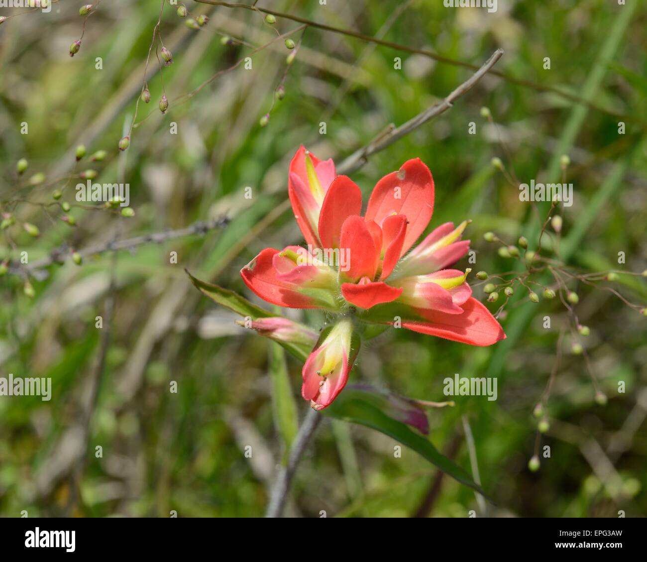 Scarlet indian paintbrush hi-res stock photography and images - Alamy