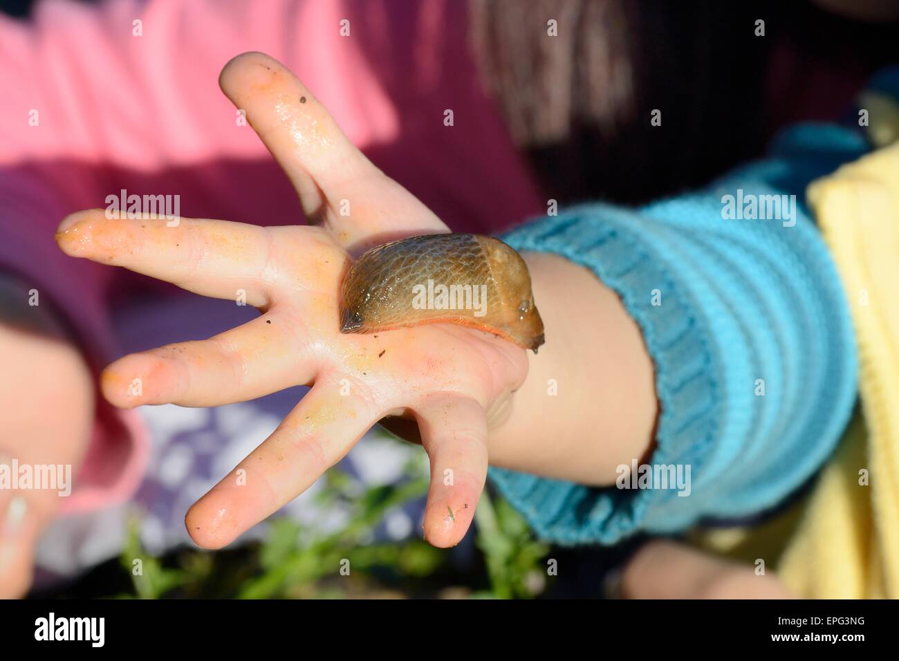 A large Black slug (Arion ater), brown form, held in a young boy's hand ...