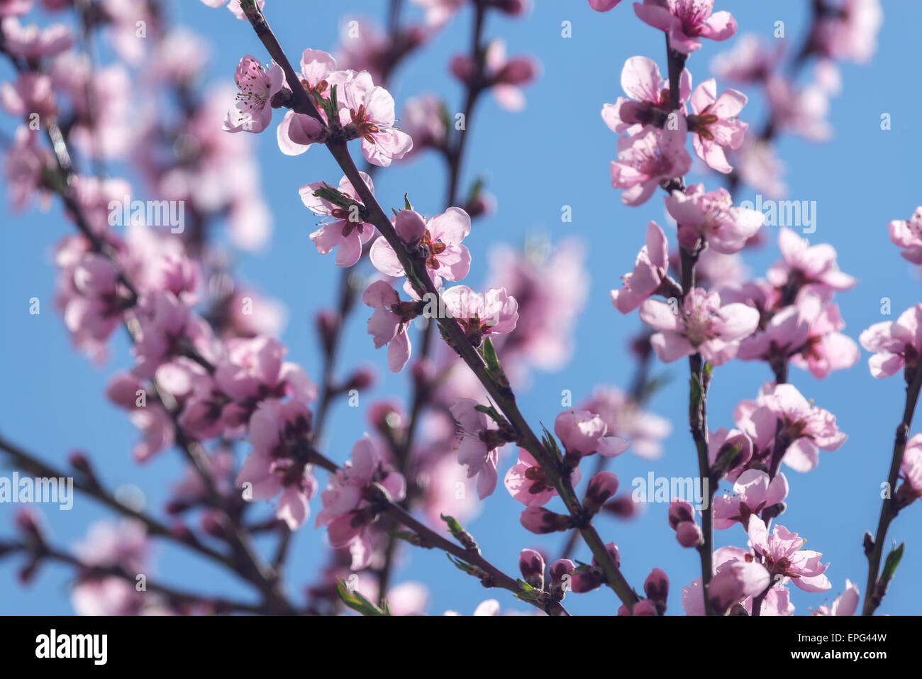 Peach sky hi-res stock photography and images - Alamy