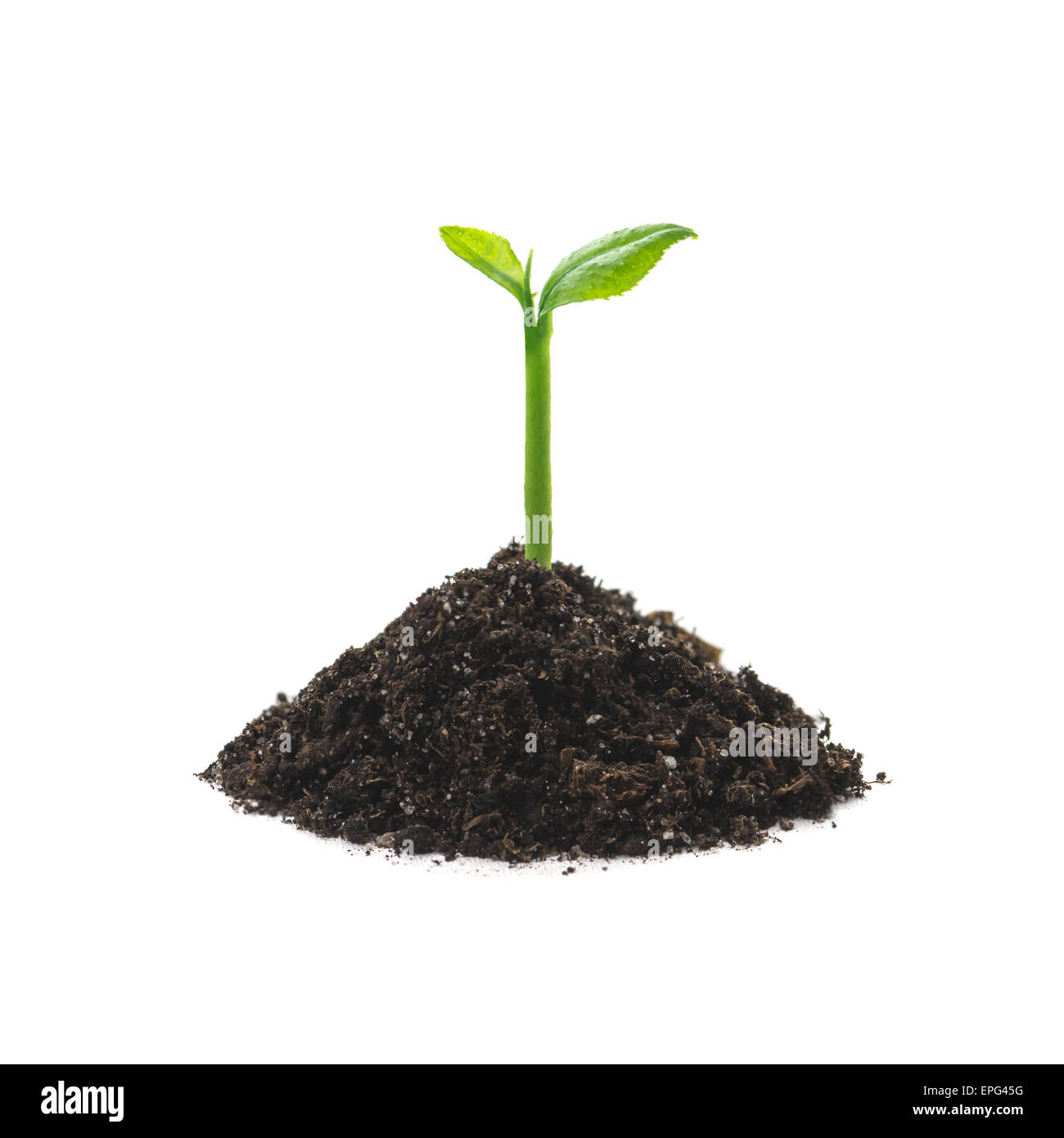 small tree isolated on white Stock Photo - Alamy