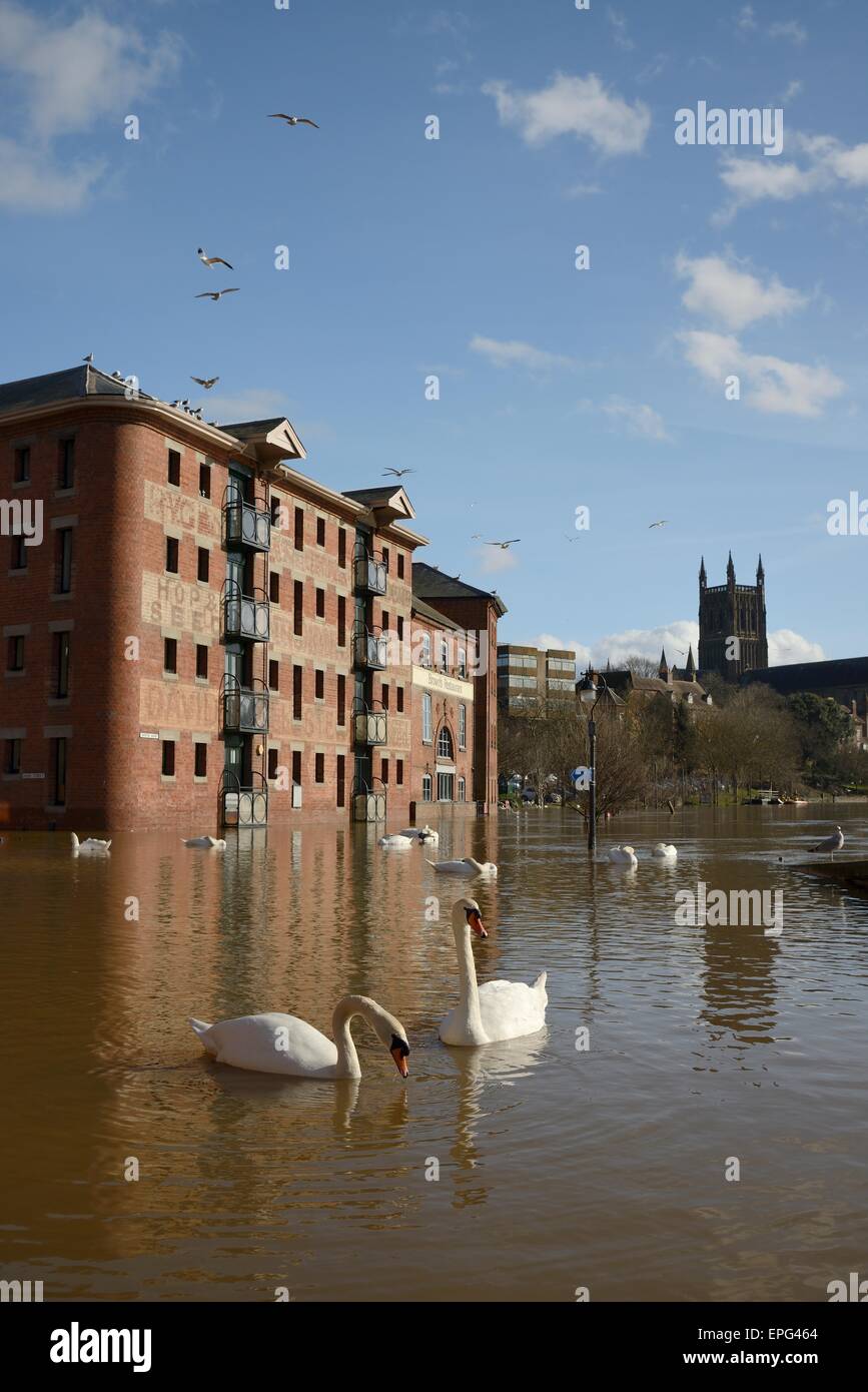 Worcester swans hi-res stock photography and images - Alamy