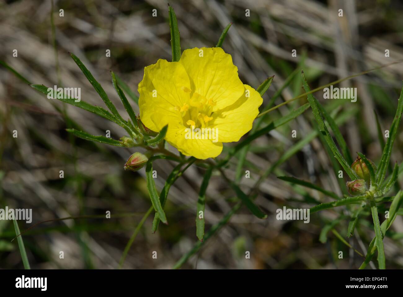 Calylophus serrulatus hi-res stock photography and images - Alamy