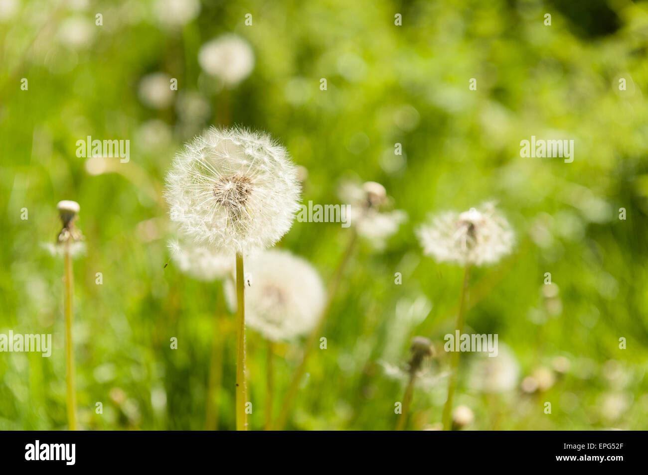 White clock dandylion seeds hi-res stock photography and images - Alamy