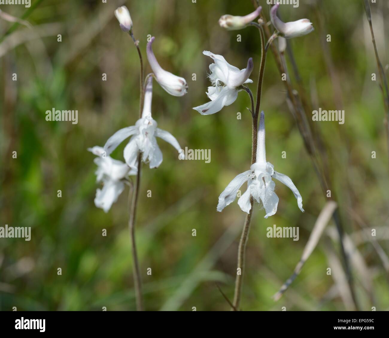 Delphinium carolinianum hi-res stock photography and images - Alamy