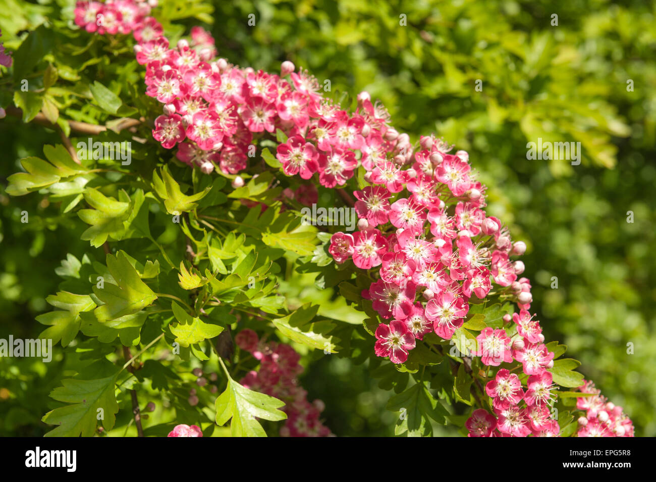 Double pink flowering hawthorn tree hi-res stock photography and images ...