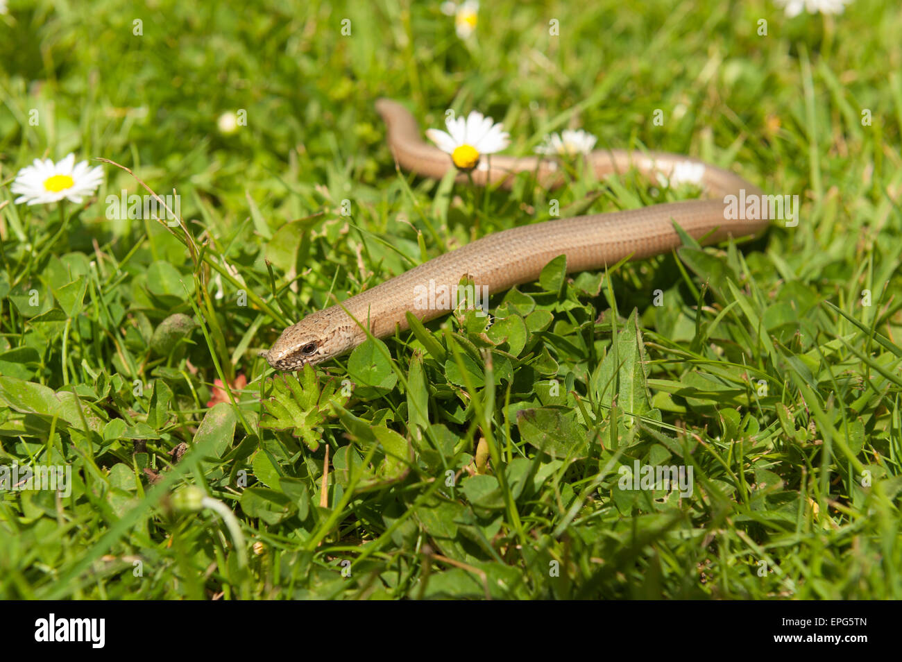 Mature adult slow worm that has in the past shed its tail making its ...