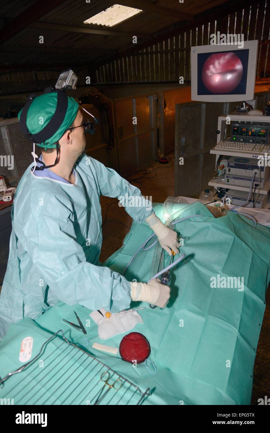 Vet Romain Pizzi uses an endoscope to check an Eurasian beaver (Castor ...