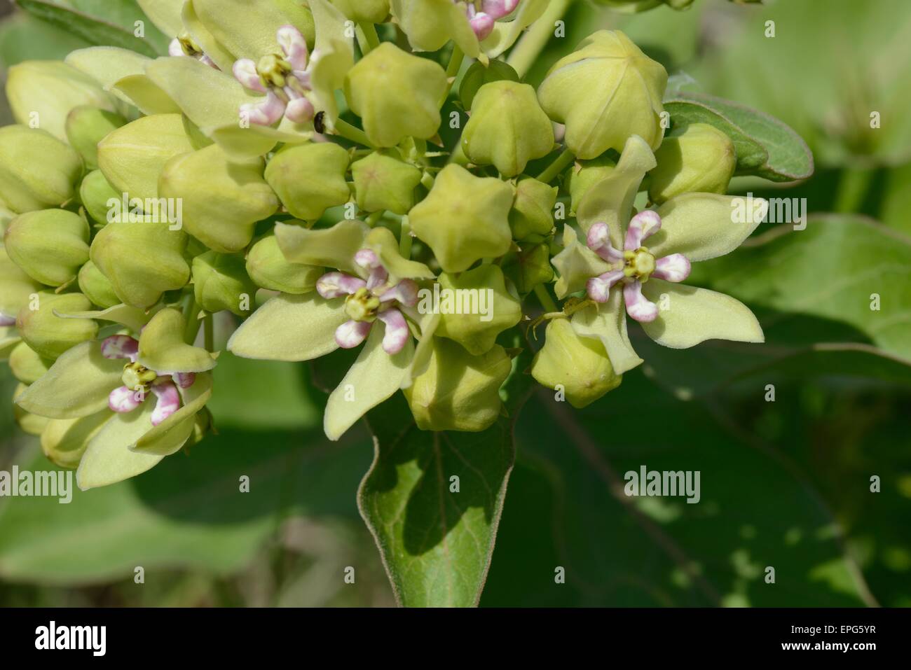 monarch host plant Stock Photo - Alamy