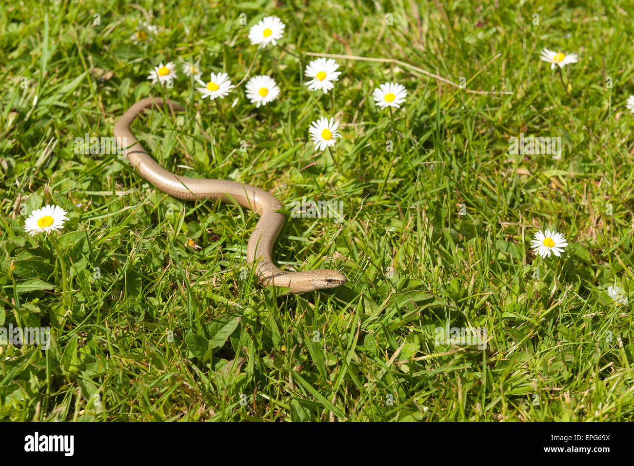 Mature adult slow worm that has in the past shed its tail making its ...