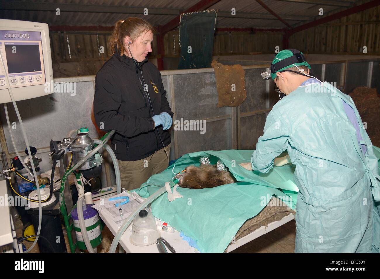 Cestodes hi-res stock photography and images - Alamy