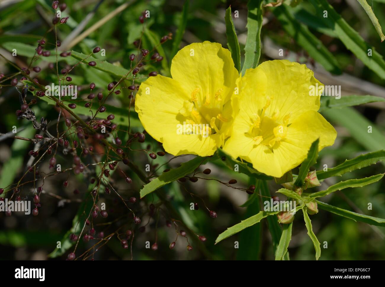 Yellow sundrops hi-res stock photography and images - Alamy