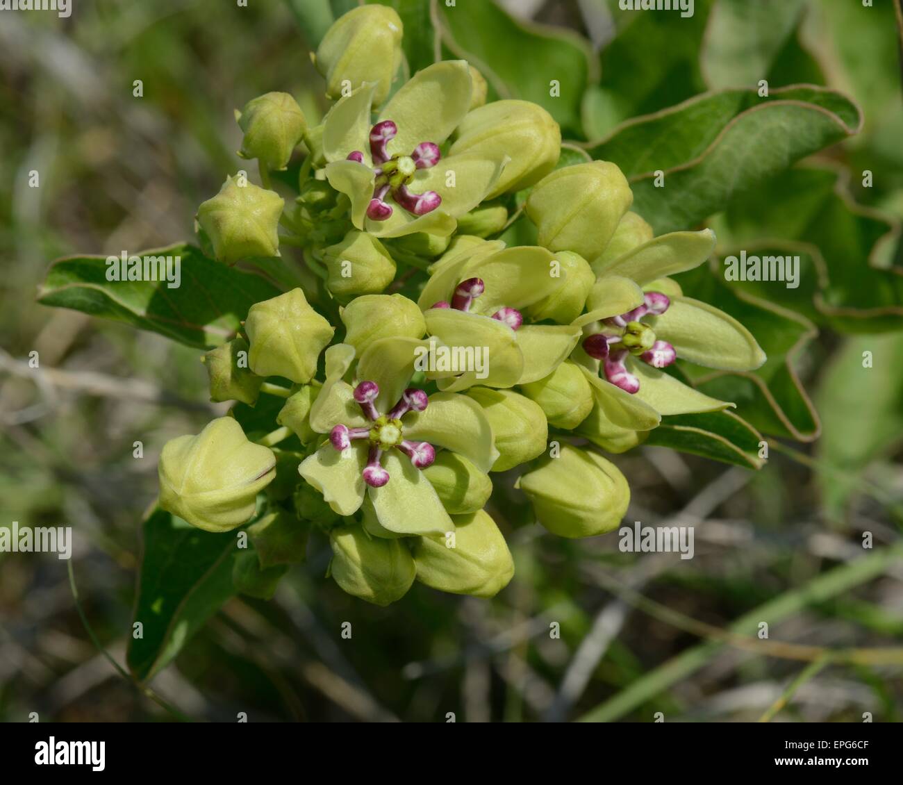 monarch host plant Stock Photo - Alamy