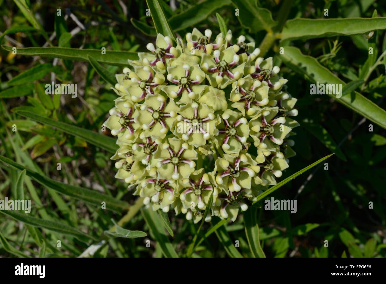 monarch host plant Stock Photo - Alamy