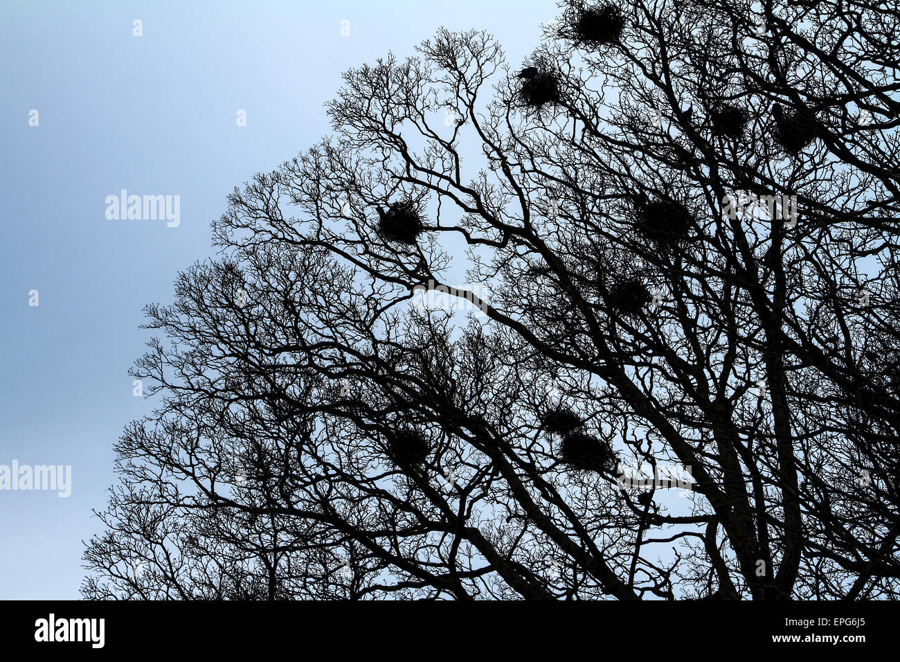 Rooks nest hi-res stock photography and images - Alamy