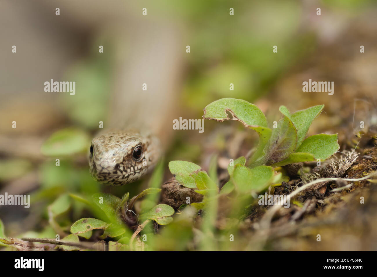 Mature adult slow worm that has in the past shed its tail making its ...