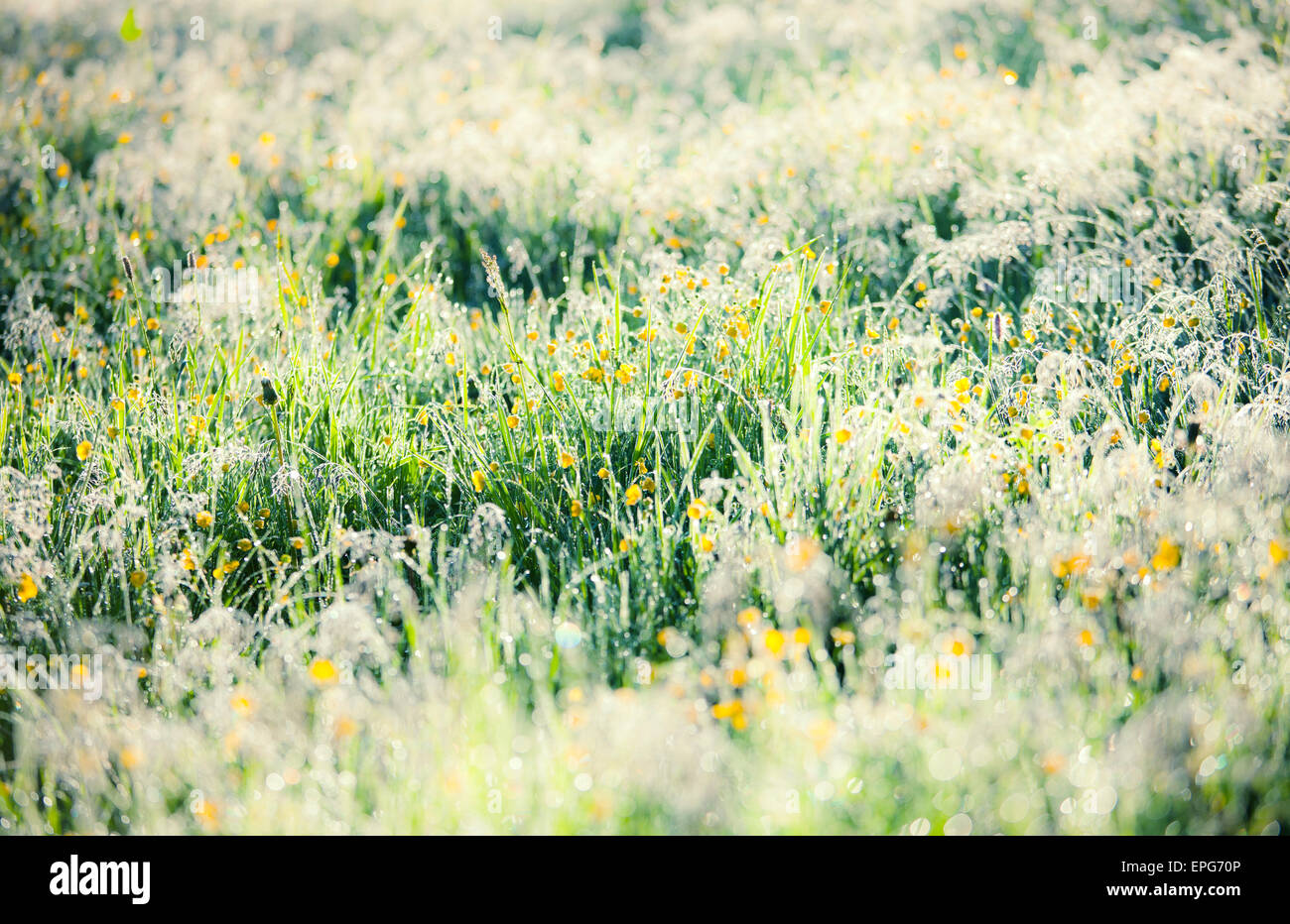 close up shot of meadow with bright sunlight Stock Photo - Alamy