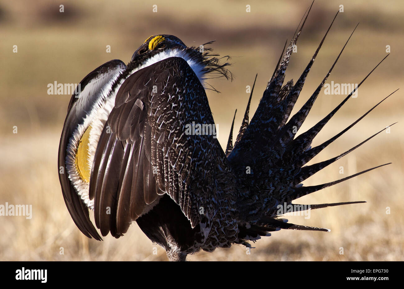 The struts dance hi-res stock photography and images - Alamy