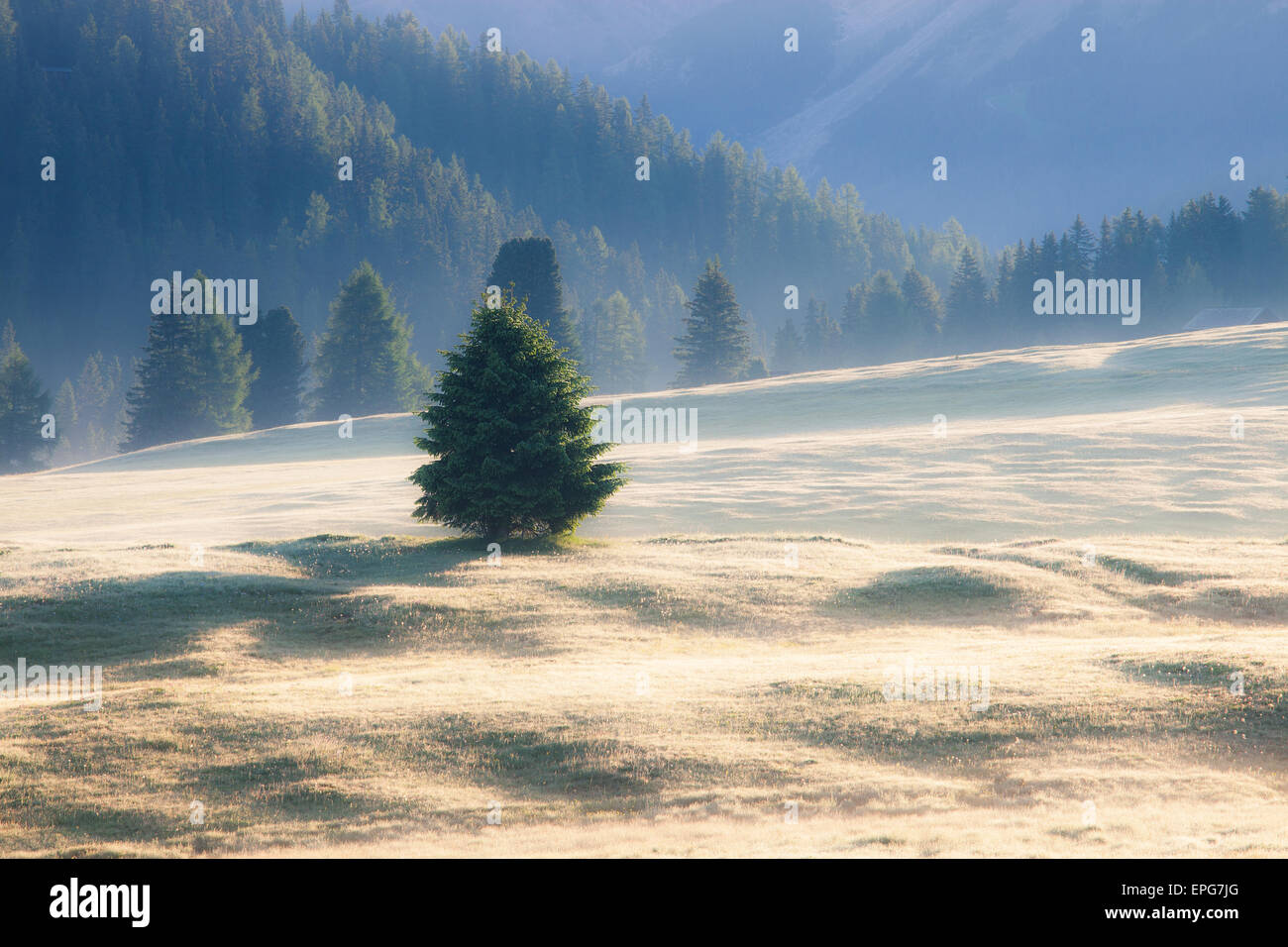 Summer alpine meadow Stock Photo - Alamy