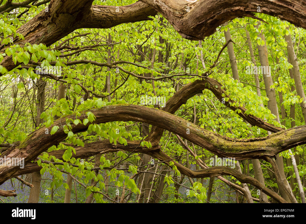 A dead toppled mature sweet chestnut tree with its decaying twisted ...