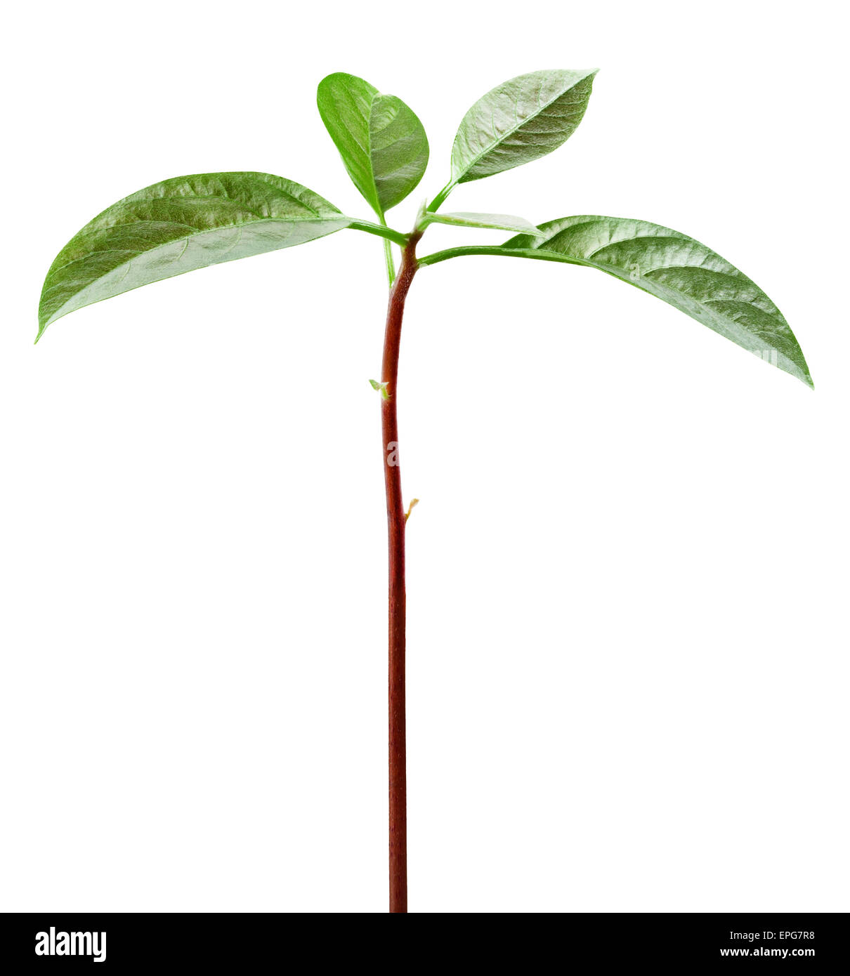 Grow avocado hi-res stock photography and images - Alamy