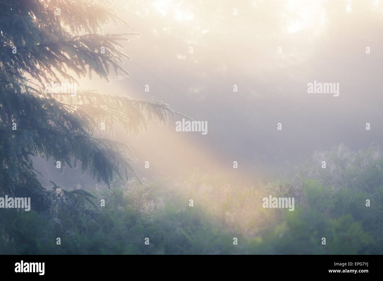 Foggy mountain morning Stock Photo - Alamy