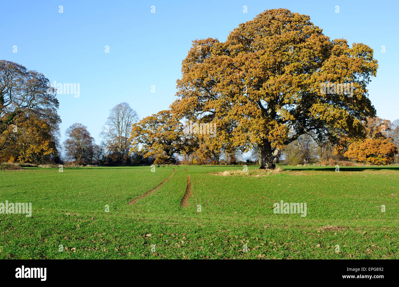Vertical view oak trees hi-res stock photography and images - Alamy