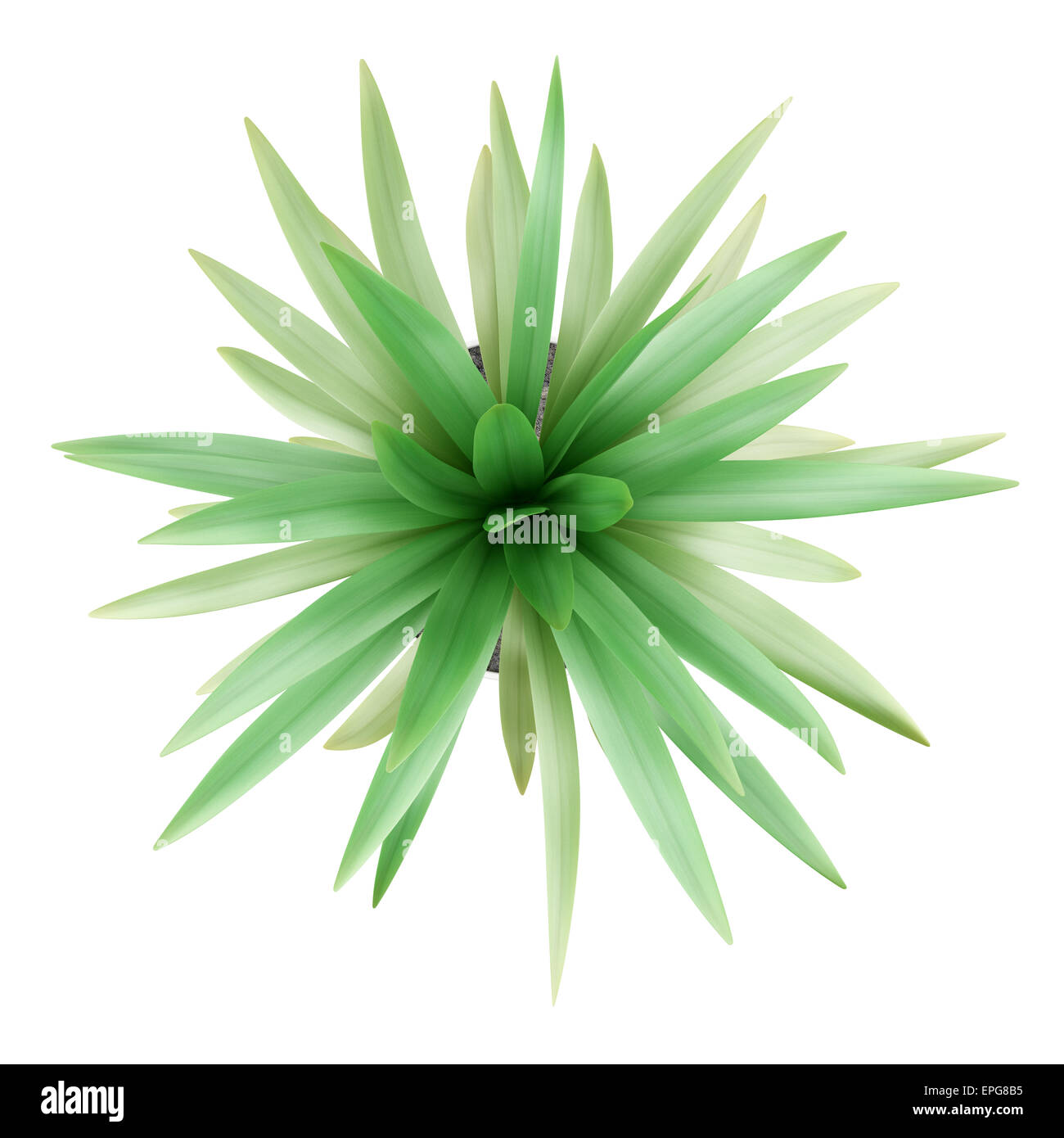 top view of potted palm tree isolated on white Stock Photo - Alamy