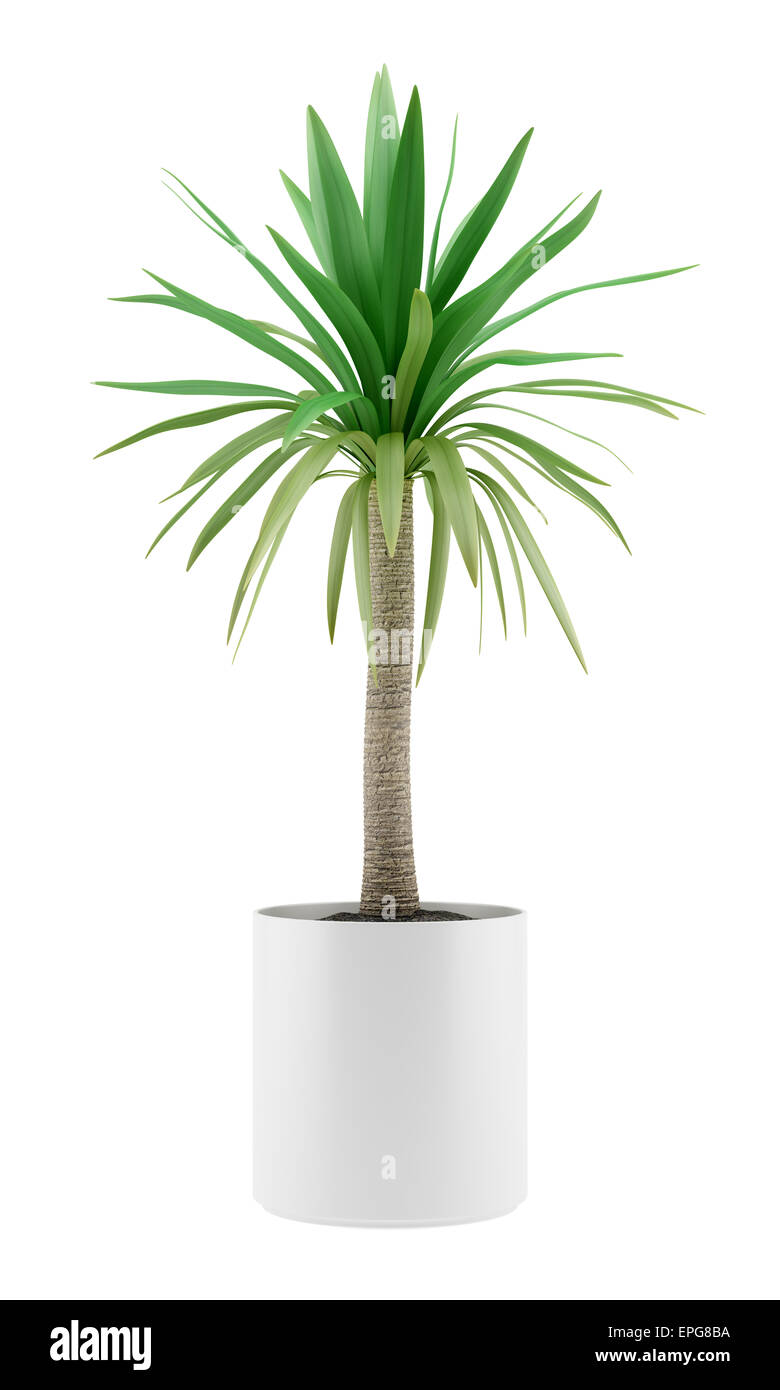 Potted palm tree hi-res stock photography and images - Alamy