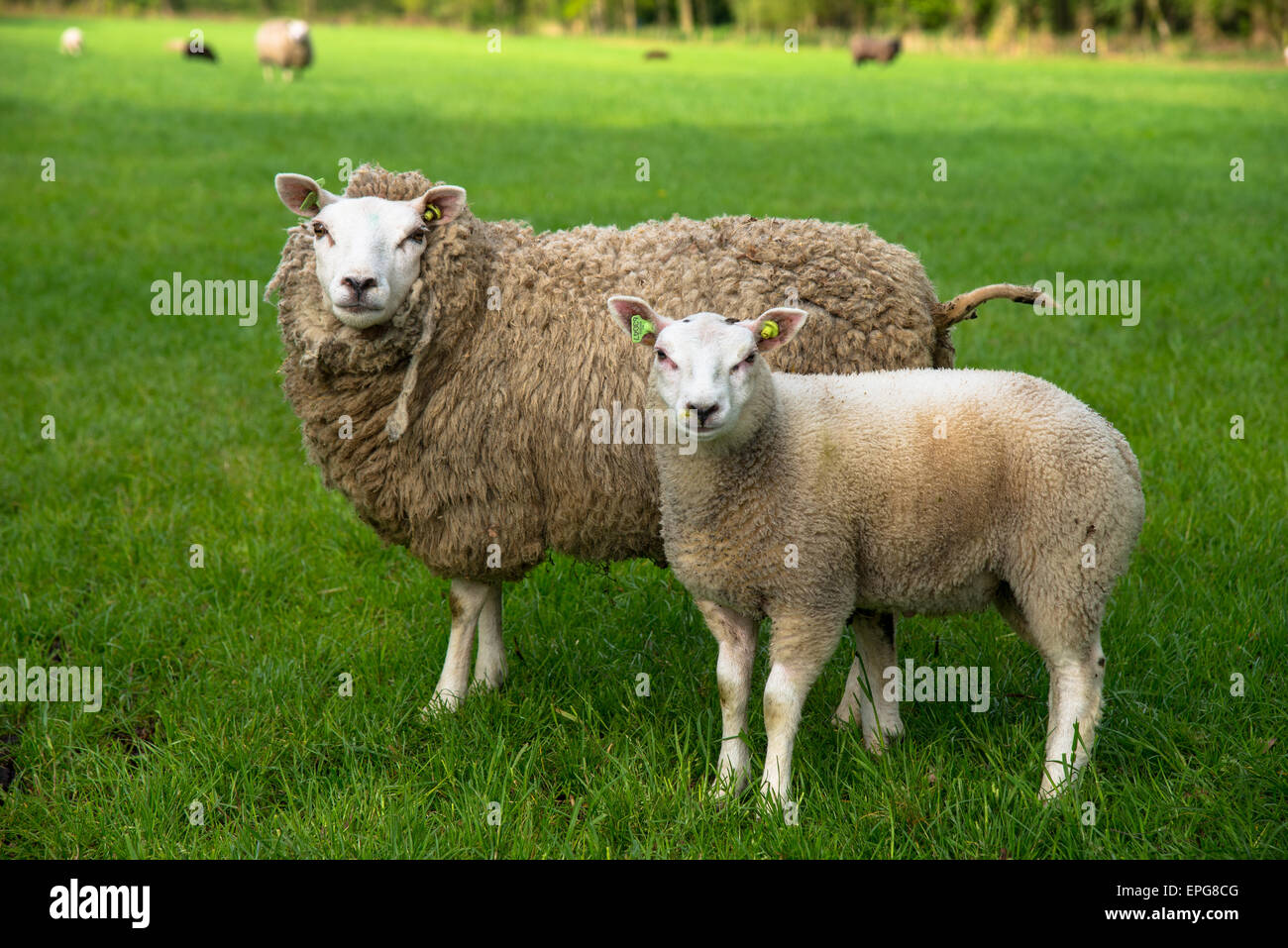 ewe with lamb Stock Photo - Alamy
